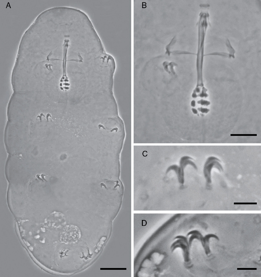 New species of waterbear Minibiotus pentannulatus (Tardigrada ...