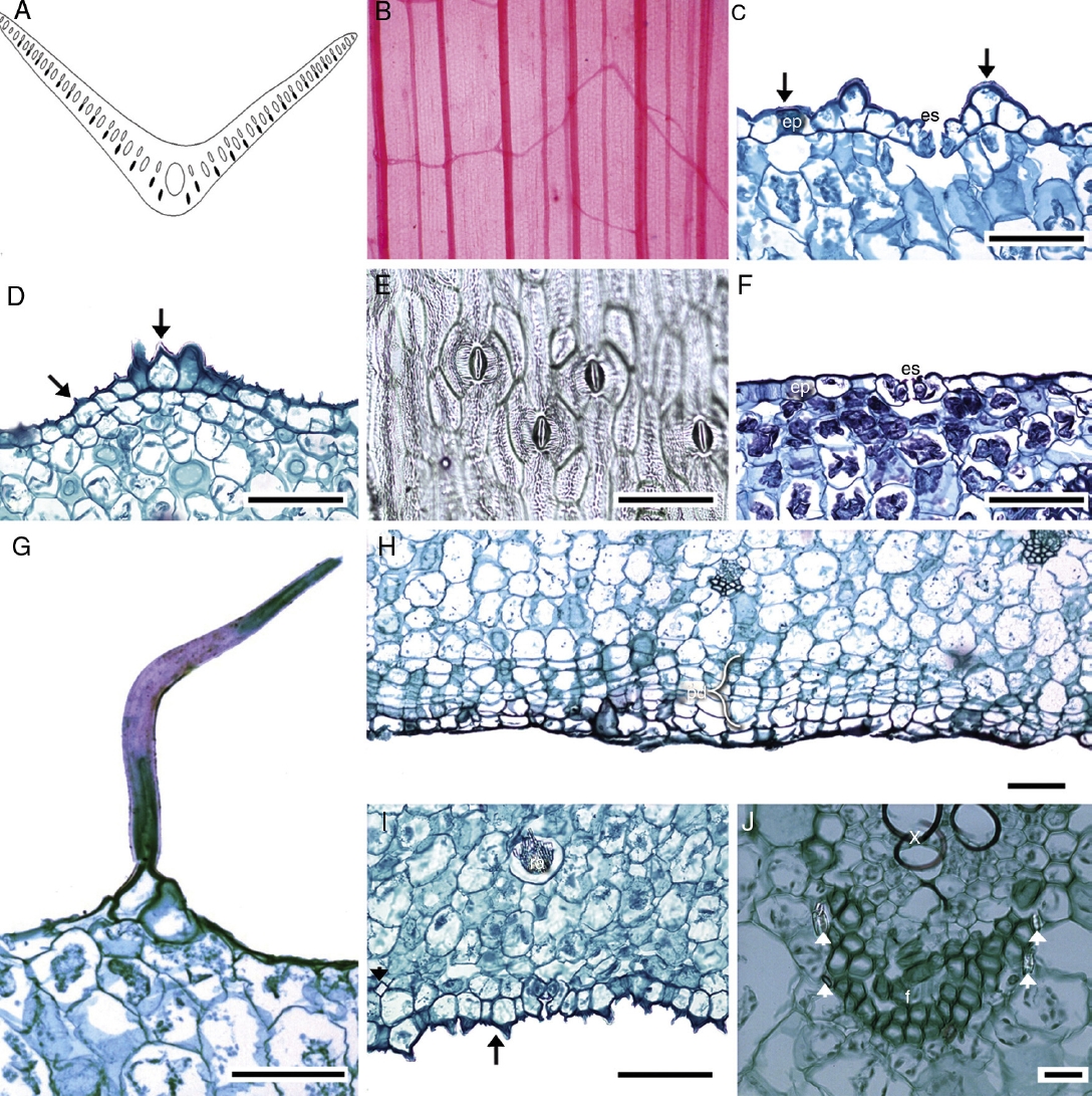 Anatomía comparativa de raíz, tallo, hoja y base del pedúnculo de ...