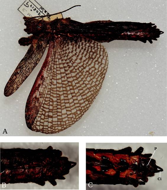 Lista de especies y clave ilustrada de los géneros de Phasmatodea ...