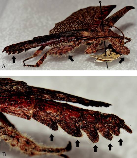 Lista de especies y clave ilustrada de los géneros de Phasmatodea ...