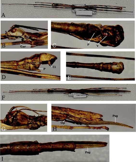 Lista de especies y clave ilustrada de los géneros de Phasmatodea ...