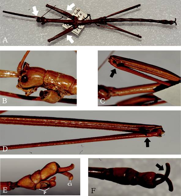 Lista de especies y clave ilustrada de los géneros de Phasmatodea ...