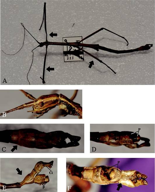 Lista de especies y clave ilustrada de los géneros de Phasmatodea ...