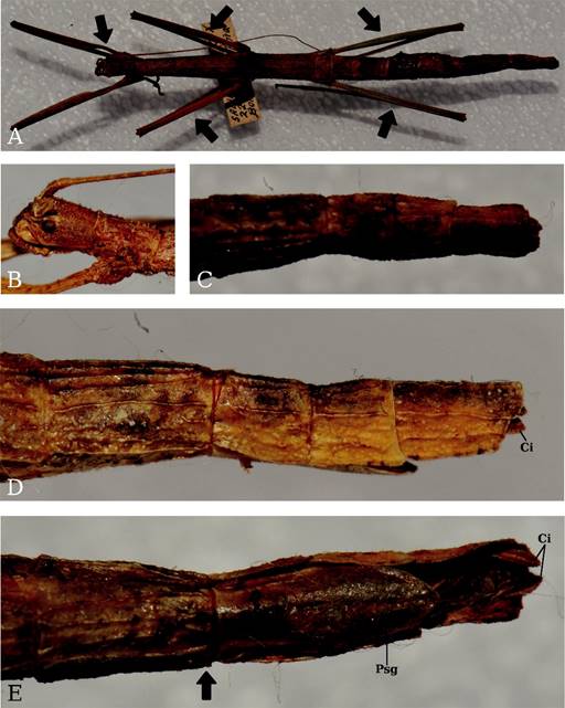 Lista de especies y clave ilustrada de los géneros de Phasmatodea ...