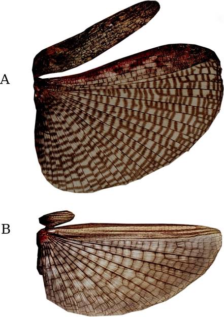 Lista de especies y clave ilustrada de los géneros de Phasmatodea ...