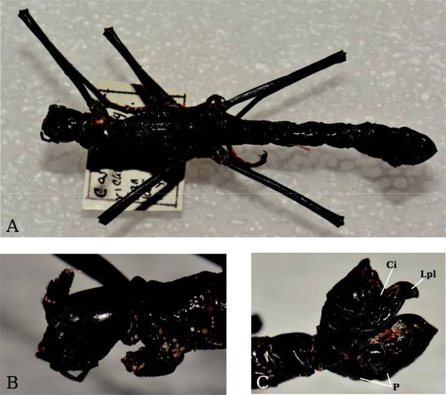 Lista de especies y clave ilustrada de los géneros de Phasmatodea ...
