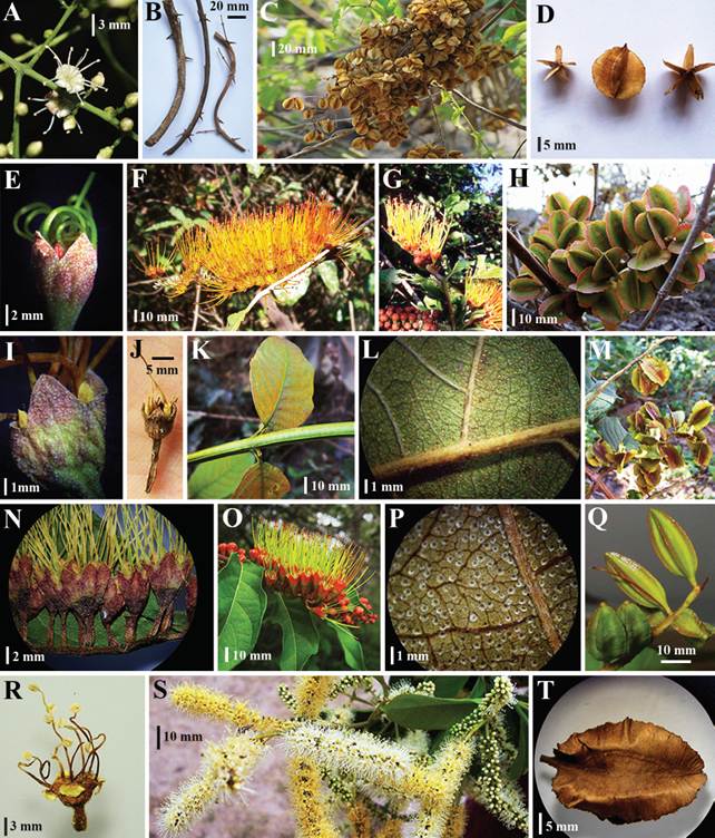 El género Combretum (Combretaceae) en el occidente de México