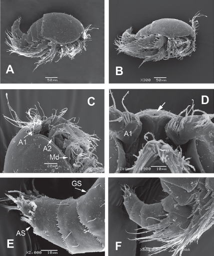 Two new species of Diarthrodes (Copepoda: Harpacticoida ...