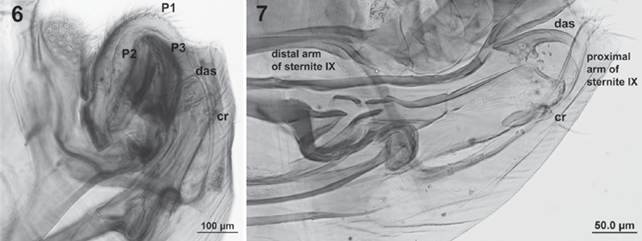 The human flea Pulex irritans (Siphonaptera: Pulicidae) in northwestern ...