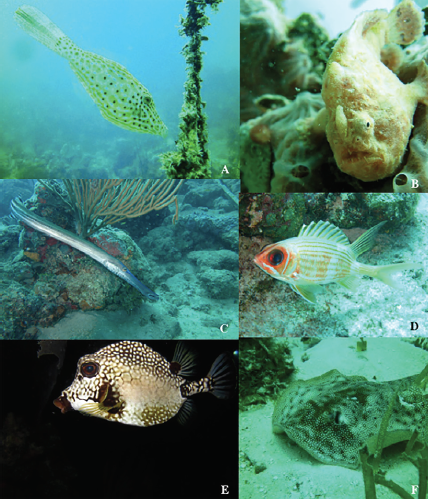 An updated checklist of the reef fishes of the Southeastern Reefs ...