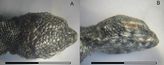Resurrection and redescription of Liolaemus reichei, proposal of a ...
