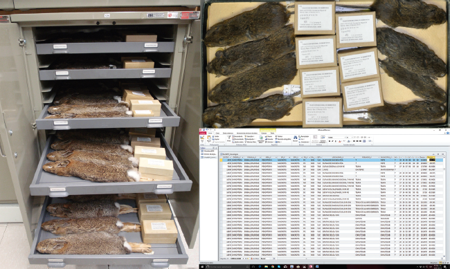 Health level of a mammal collection