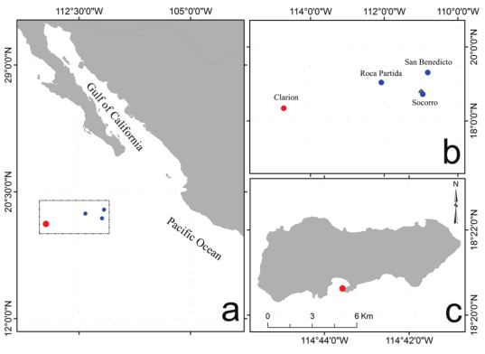 Partial albinism in the Revillagigedo sea chub Kyphosus sectatrix ...