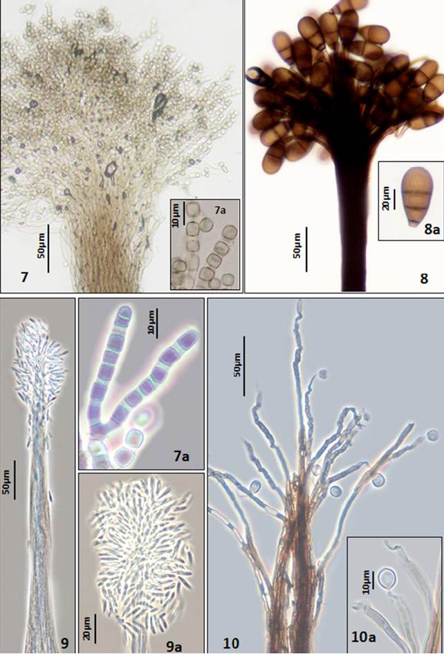 Saprophytic synnematous microfungi. New records and known species for ...