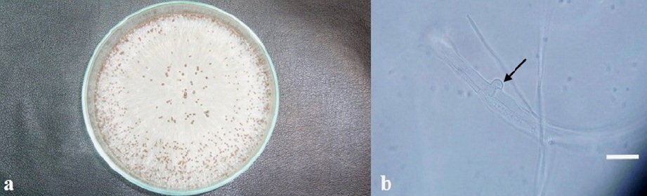 New host record of Sclerotium rolfsii causing crown and root rot on ...