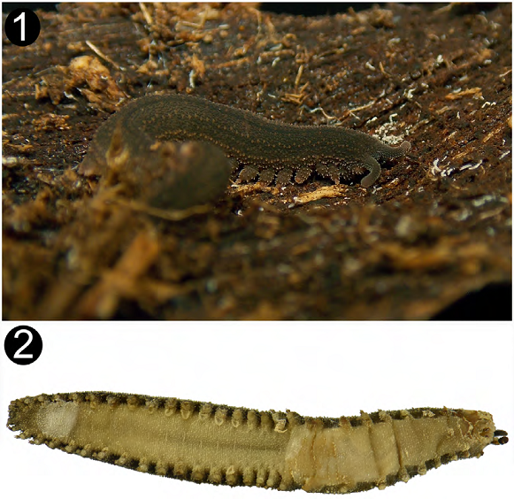 Redescription of the velvet worm Oroperipatus eisenii (Onychophora ...