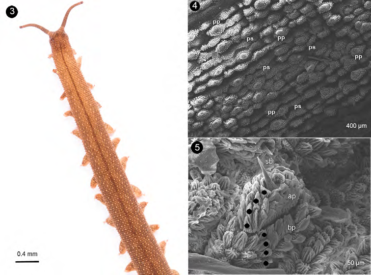 Redescription of the velvet worm Oroperipatus eisenii (Onychophora ...