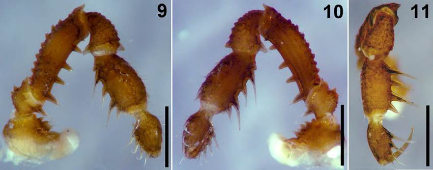 Taxonomic observations on the poorly known genera Isaeus and Tampiconus ...