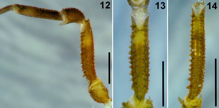 Taxonomic observations on the poorly known genera Isaeus and Tampiconus ...