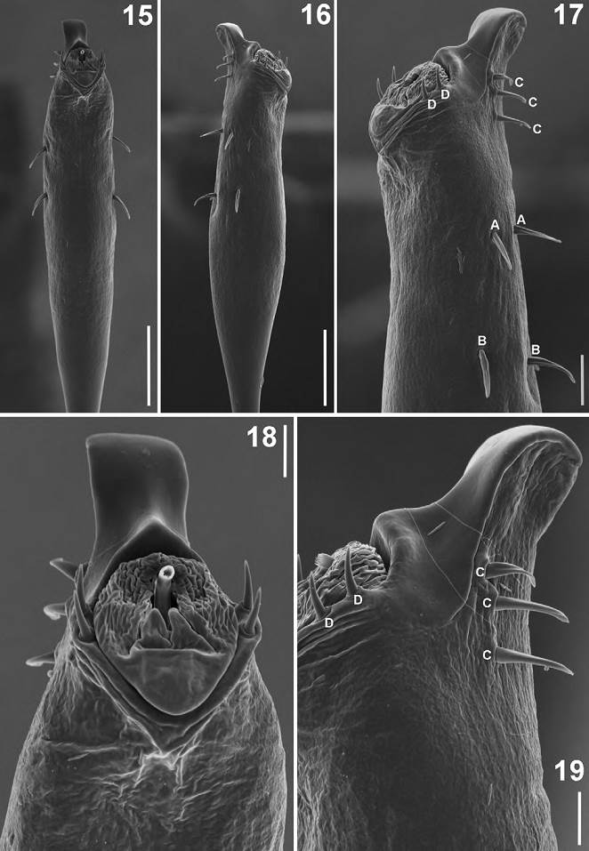 Taxonomic observations on the poorly known genera Isaeus and Tampiconus ...