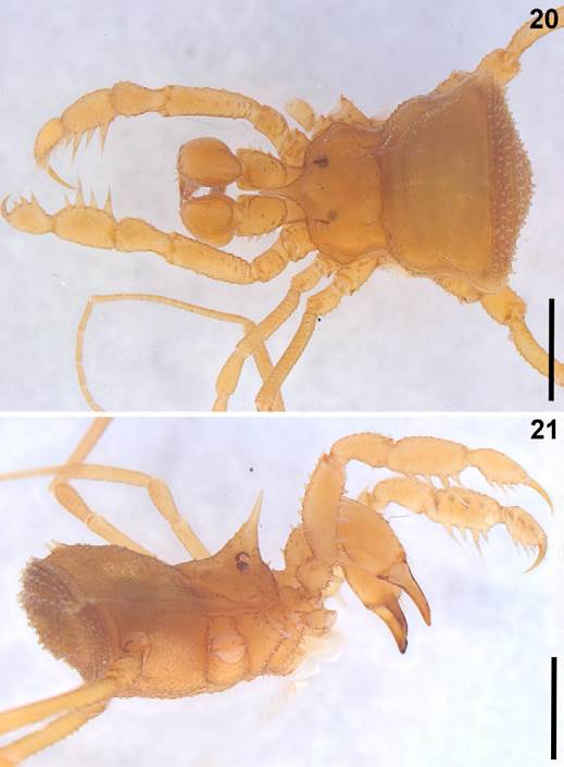 Taxonomic observations on the poorly known genera Isaeus and Tampiconus ...