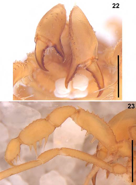 Taxonomic observations on the poorly known genera Isaeus and Tampiconus ...