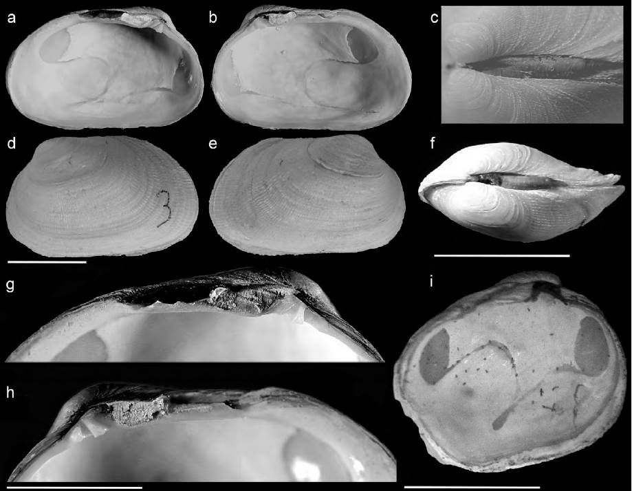 A new Petricola (Bivalvia: Veneridae) from central Chile, southeastern ...