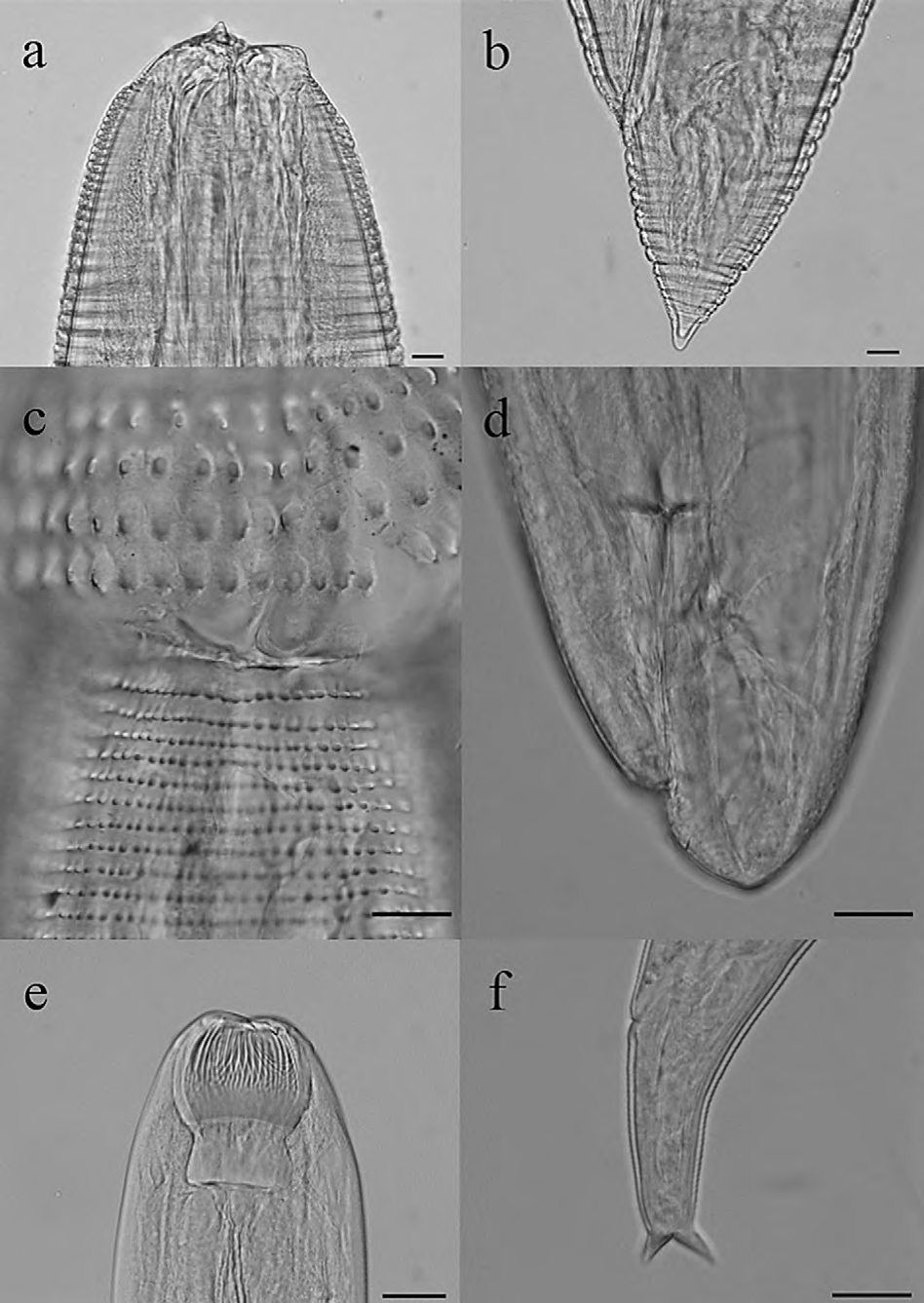 Helmintos del pez anual Millerichthys robustus (Teleostei: Rivulidae ...