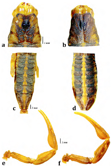 Una especie nueva de alacrán del género Centruroides (Scorpiones ...