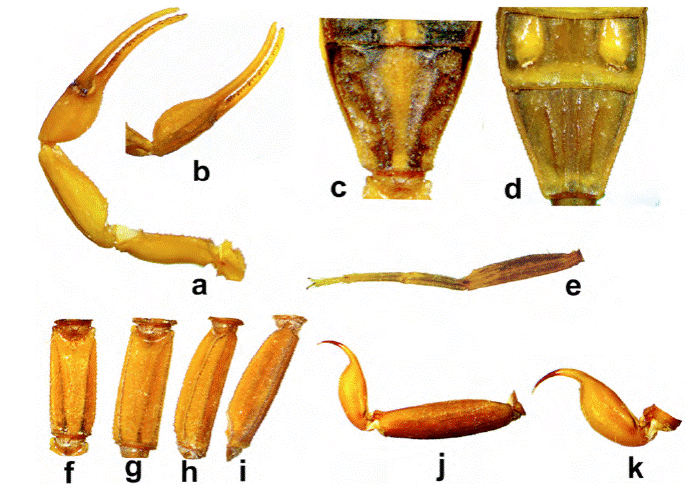 Una especie nueva de alacrán del género Centruroides (Scorpiones ...