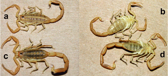 Una especie nueva de alacrán del género Centruroides (Scorpiones ...
