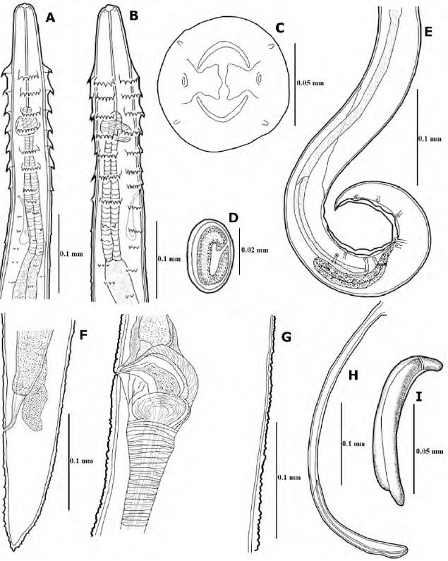 Spinitectus mixtecoensis sp. nov. (Nematoda: Cystidicolidae), from the ...