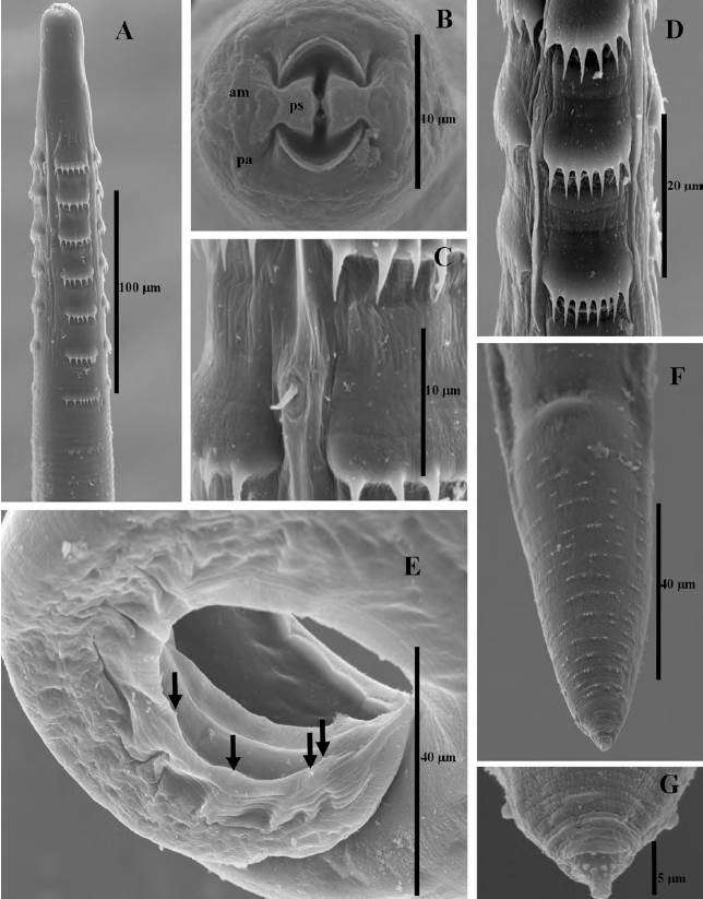 Spinitectus mixtecoensis sp. nov. (Nematoda: Cystidicolidae), from the ...
