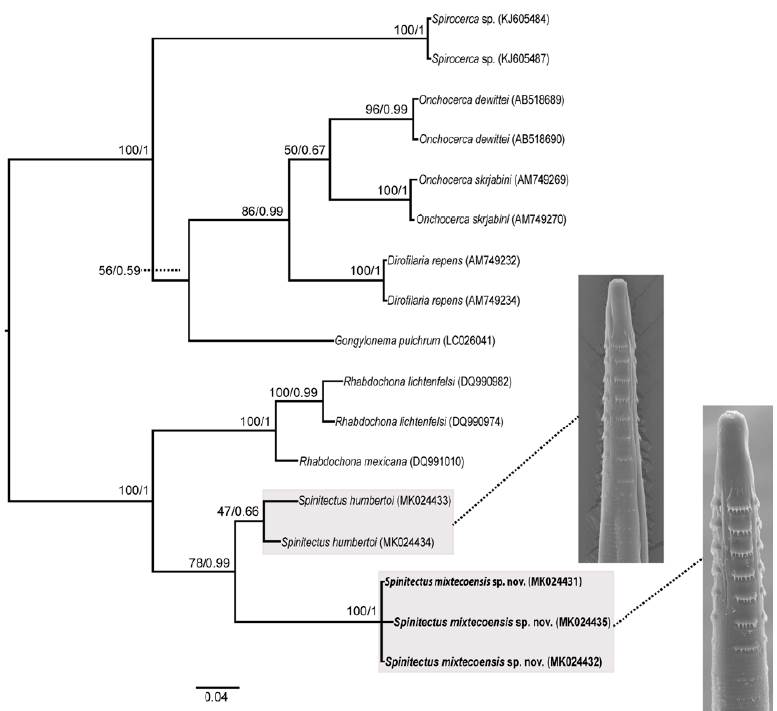 Spinitectus mixtecoensis sp. nov. (Nematoda: Cystidicolidae), from the ...