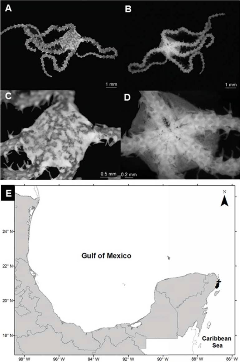 Brittle stars (Echinodermata: Ophiuroidea) of coastal lagoons from the ...
