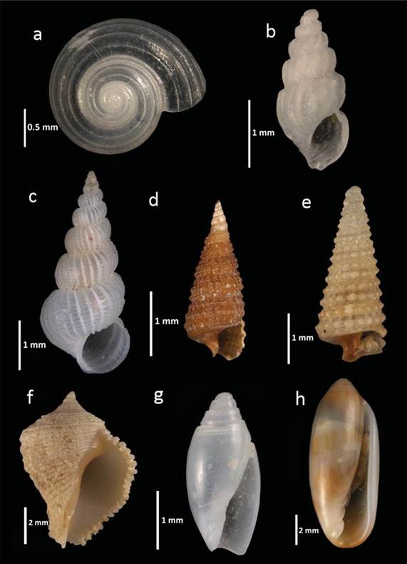 Molluscs from the Puerto Morelos Reef National Park, Quintana Roo ...
