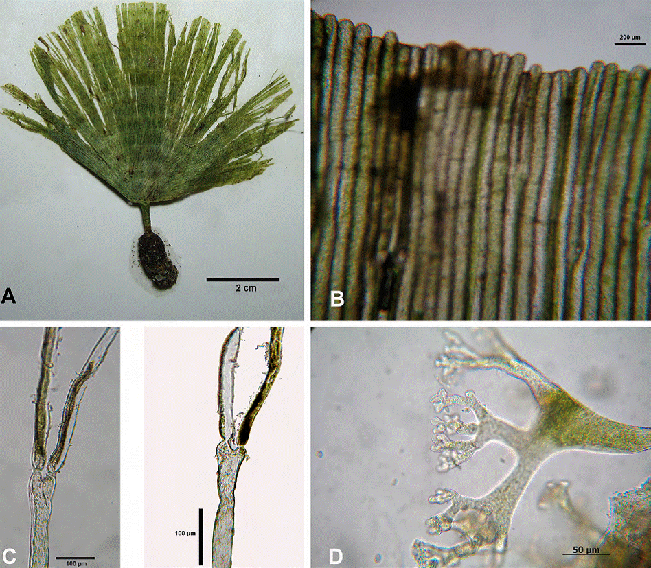 New records of subtidal benthic marine algae from the state of Veracruz ...