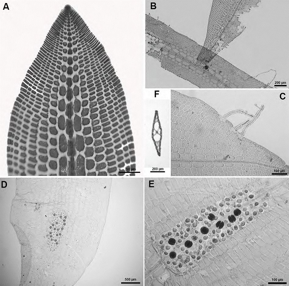 New records of subtidal benthic marine algae from the state of Veracruz ...
