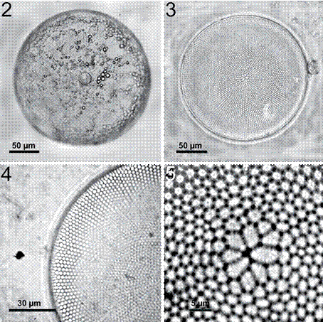 Coscinodiscus y Coscinodiscopsis (Bacillariophyceae) del Parque ...