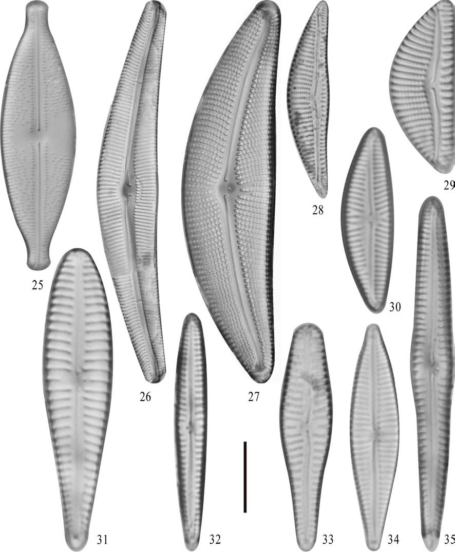 Composición florística y diversidad de diatomeas bentónicas del lago ...