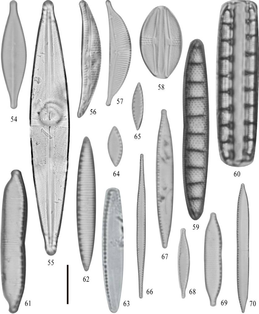 Composición florística y diversidad de diatomeas bentónicas del lago ...