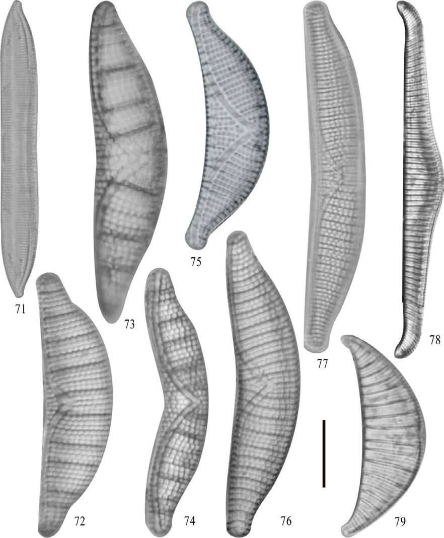 Composición florística y diversidad de diatomeas bentónicas del lago ...
