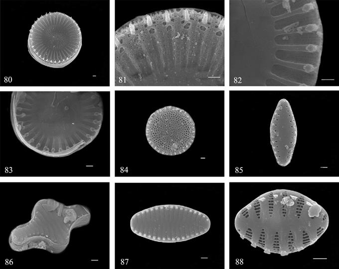 Composición florística y diversidad de diatomeas bentónicas del lago ...