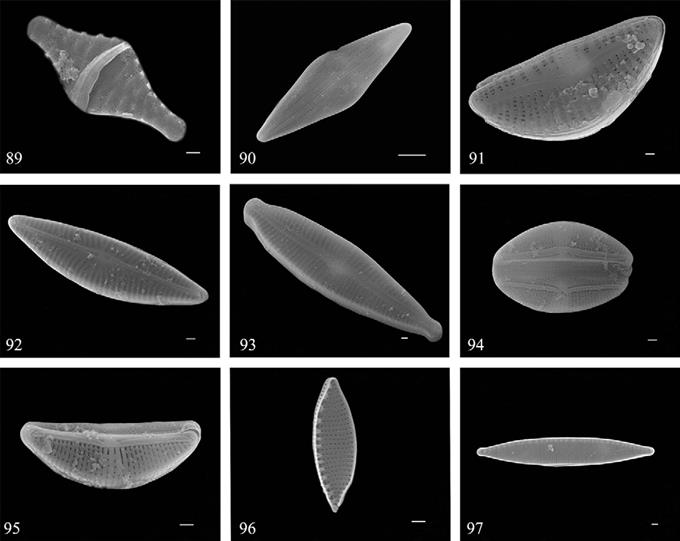 Composición florística y diversidad de diatomeas bentónicas del lago ...