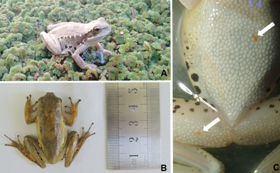 Occurrence of Hannemania sp. (Acariformes: Leeuwenhoekiidae) larvae in ...