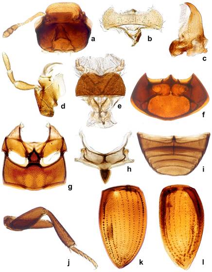 Water scavenger beetles in rotten cacti: a review of Agna with the ...