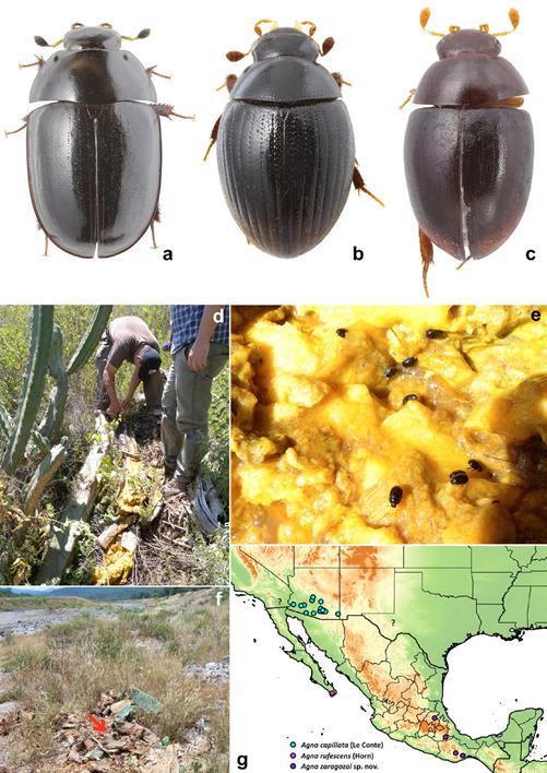Water scavenger beetles in rotten cacti: a review of Agna with the ...