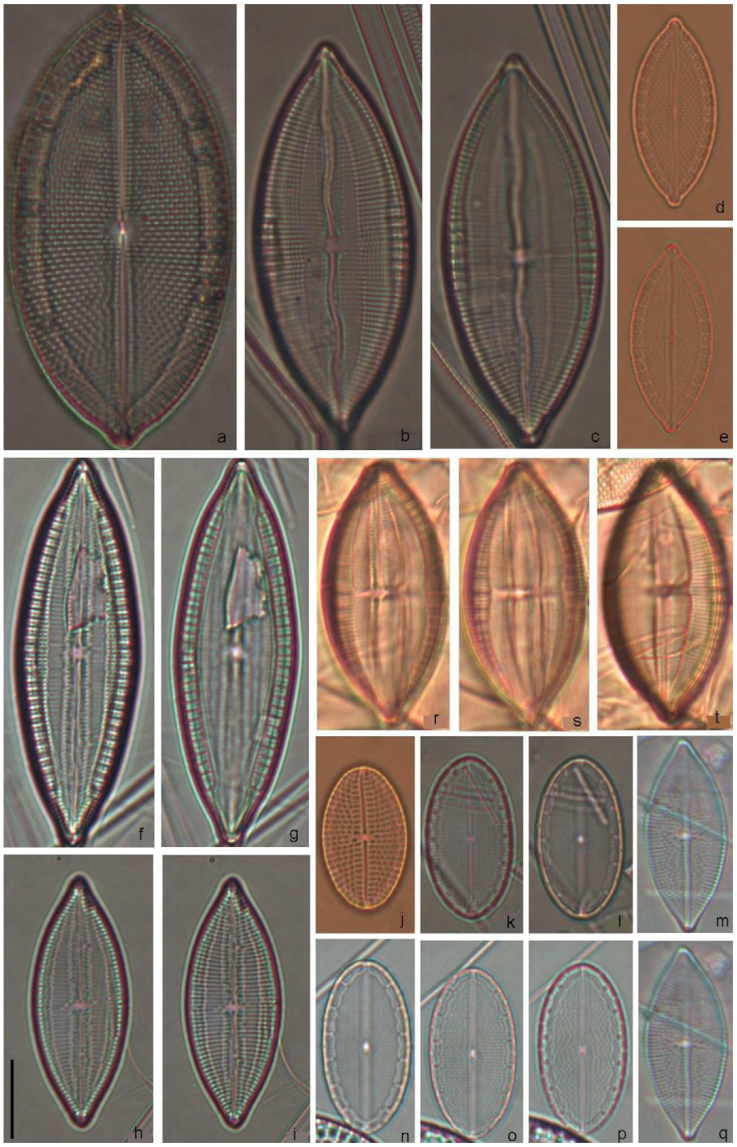 High species richness of epiphytic Mastogloia (Mastogloiales ...