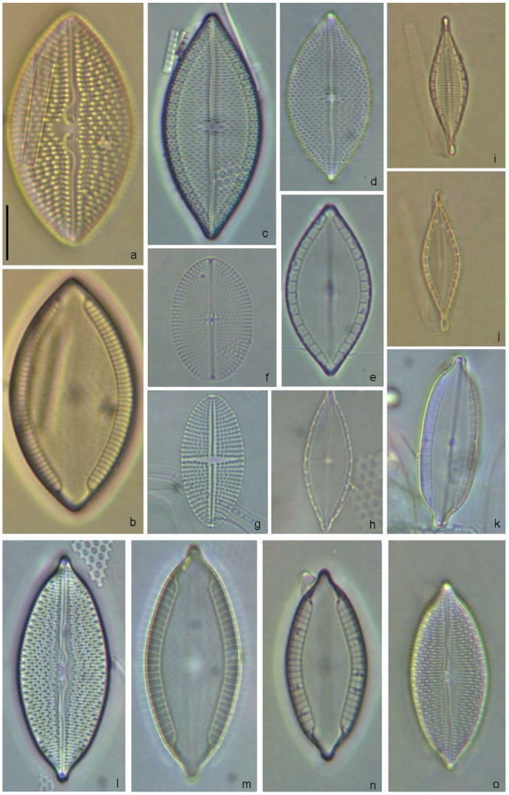 High species richness of epiphytic Mastogloia (Mastogloiales ...