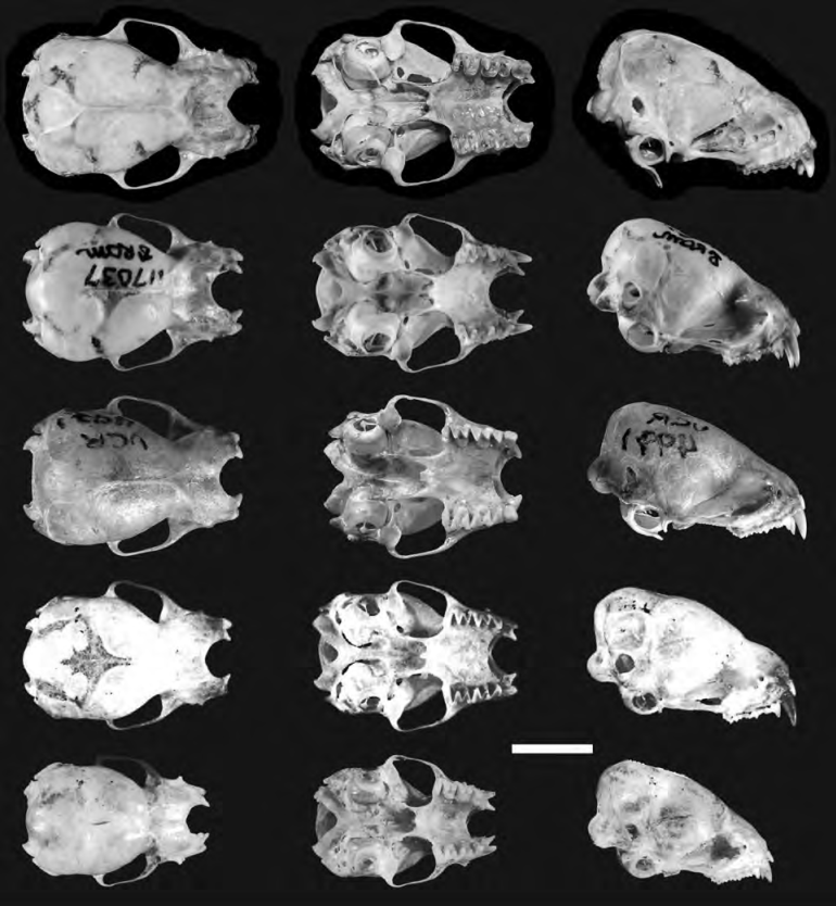 Una especie nueva de Lasiurus (Chiroptera: Vespertilionidae) del ...